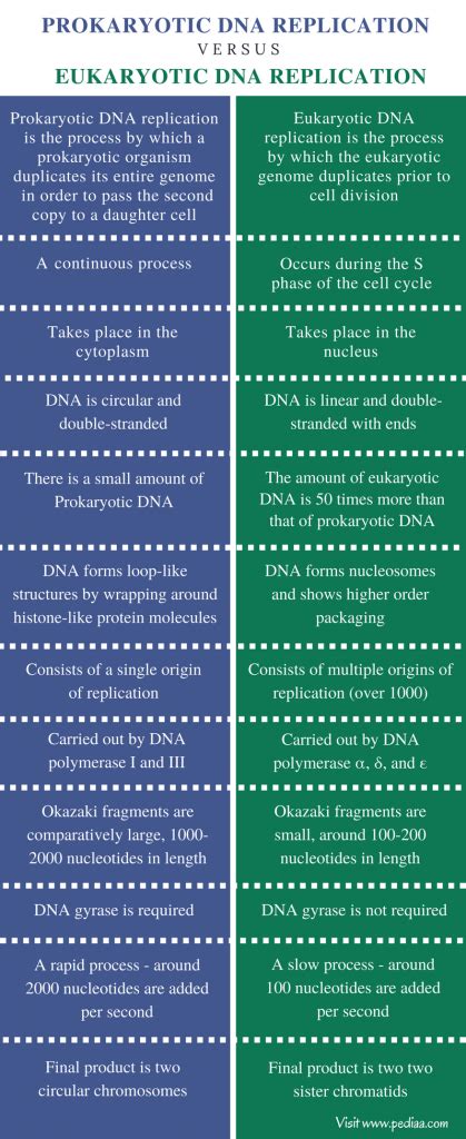 Difference Between Prokaryotic And Eukaryotic Dna Replication