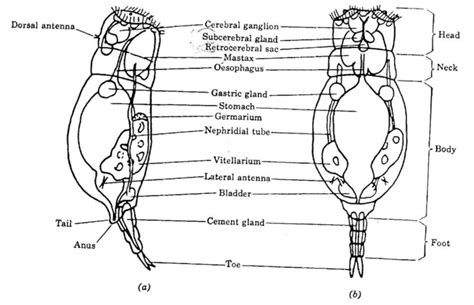 Rotifer Anatomy Diagram