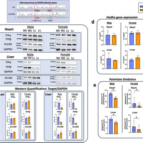 Biochemical Analysis Of Lchadd Mutant Mouse The G1528c Mutation And A Download Scientific