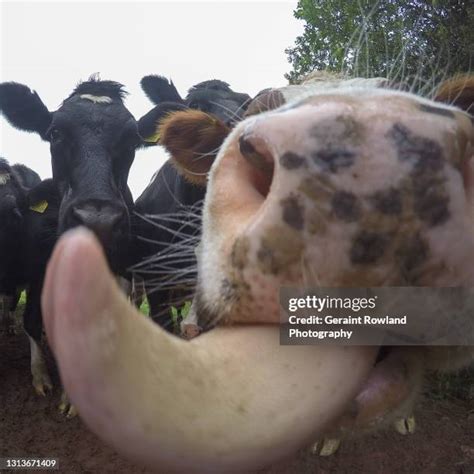 Cow Licking Face Photos And Premium High Res Pictures Getty Images