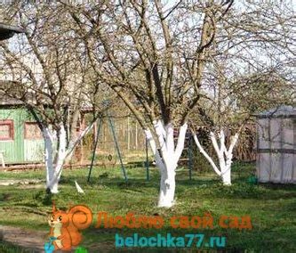 Побелка деревьев весной – красивый и здоровый сад!