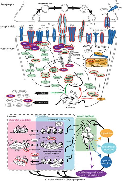 4 Integration Of Asd Gene Products In Cellular Pathways At The Synapse Download Scientific