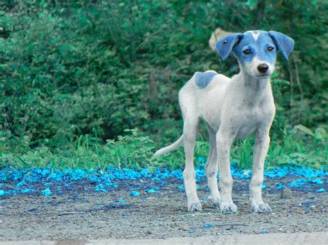 Complete Tutorial On Image Transformations With OpenCV