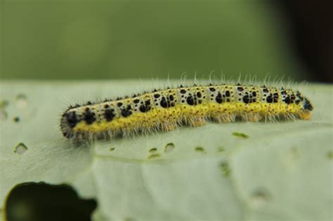 Rupsen In Je Kool Van Koolwitje