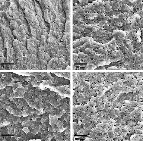 Sem Micrographs Of The Etched Cryogenic Fracture Surfaces Of A Pe5 Download Scientific