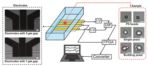 Budding Yeast Diagram
