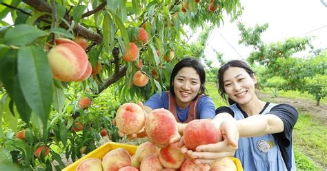 잘 익은 복숭아 유미입니다
