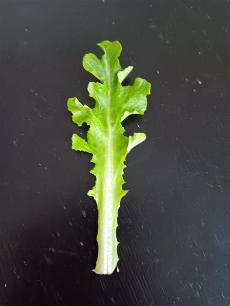 Birch Sapling Irl R Minecraft