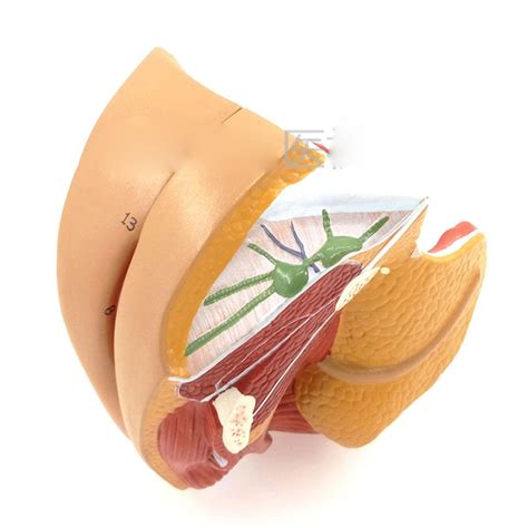 Jual 4 Part Female Human Genital System Model Anatomical Medical