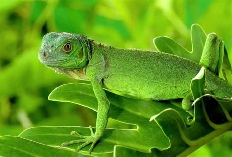 Types Of Green Lizards