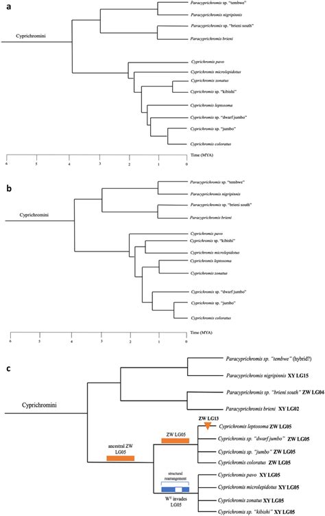 phylogeny of the cyprichromini a raxml tree and b snapp tree for