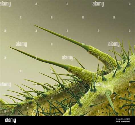 Stinging Nettle Urtica Dioica Leaf Coloured Scanning Electron Micrograph Sem This Plant