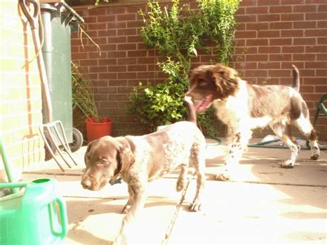 Some More Pictures English Springer Spaniel And German Shorthaired Pointer