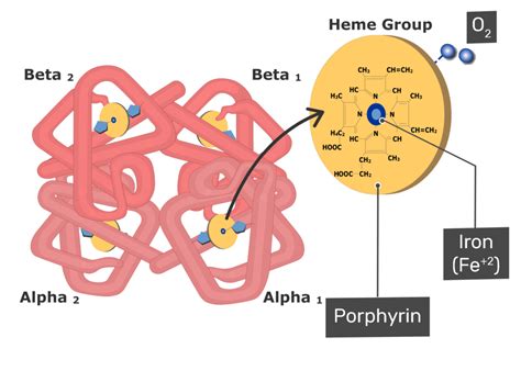 Structure Of Hemoglobin