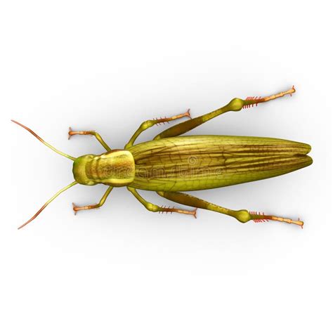 Grasshopper Stock Illustrations 7353 Grasshopper Stock Illustrations Vectors And Clipart