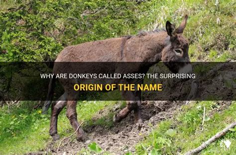 Why Are Donkeys Called Asses The Surprising Origin Of The Name Petshun