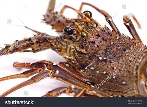 Lobster Head Images At Margaret Aguirre Blog