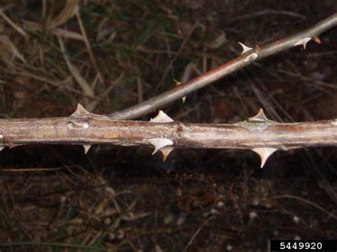 Multiflora Rose Stem