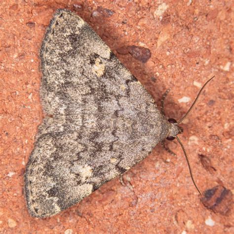 Insects Id Idia Idia