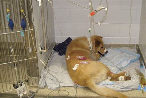 Sepsis In Dogs