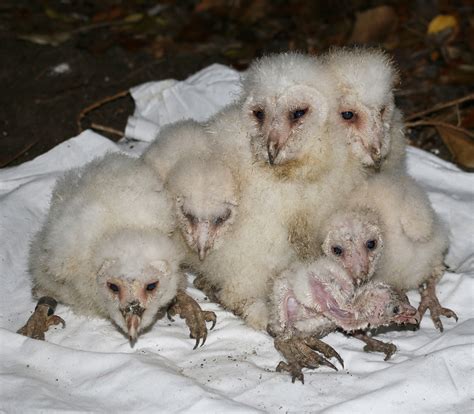 Kerry Birding Another Kerry Record The First Brood Of 6 Barn Owl