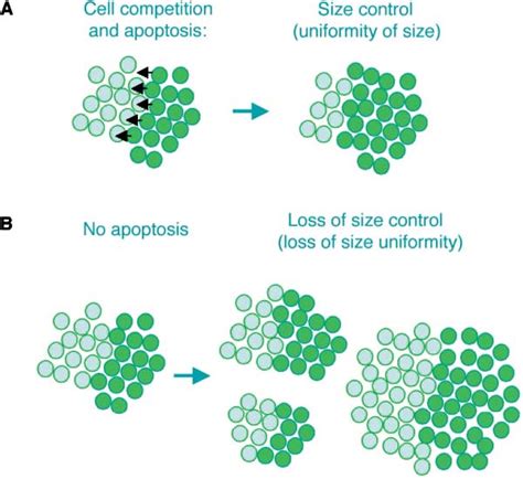 Figure 5 From Drosophila Myc Regulates Organ Size By Inducing Cell