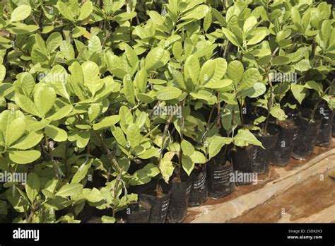 Nursery Of Cashew Plants With Different Varieties Anacardium