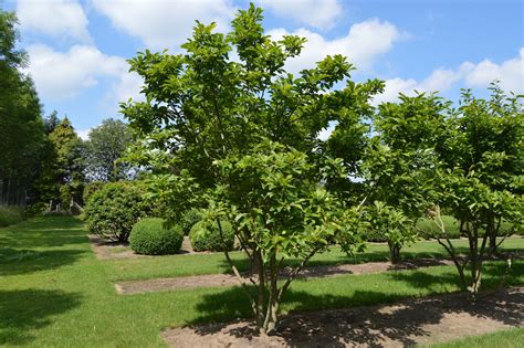 Multi Stem Trees Valley Plants