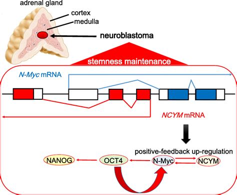 N Myc Mycn Amplification In Neuroblastomas آزمایشگاه پرتولب