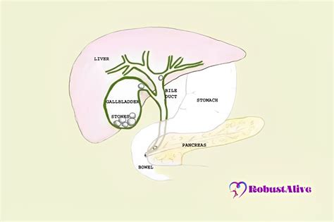 Regeneration Facts Can The Gallbladder Grow Back