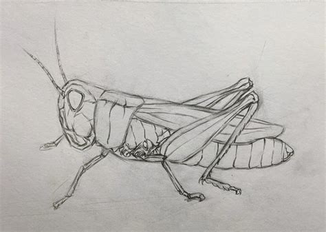 How To Draw A Grasshopper In 7 Easy To Follow Steps Dooduko Easy Step By Step Drawing For