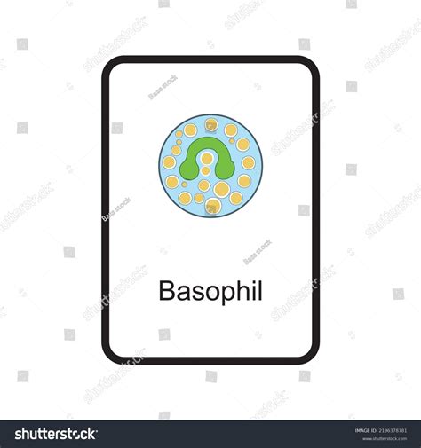 Basophil Cellular Schematic Structure Vector Illustration เวกเตอร์