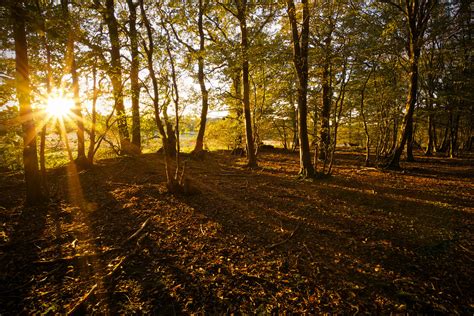 Tree Farm Essex Field Map At Ryan Hannum Blog