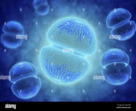 Conceptual Image Of Mitosis Mitosis Is The Process In The Cell Cycle