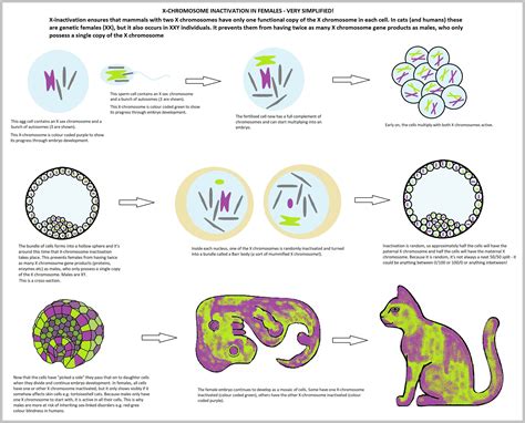 X Inactivation Mammals Out Of The Silence Insights Into How Genes