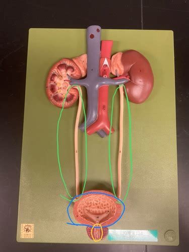 Bio 181 Chapter 26 Urinary System Flashcards Quizlet