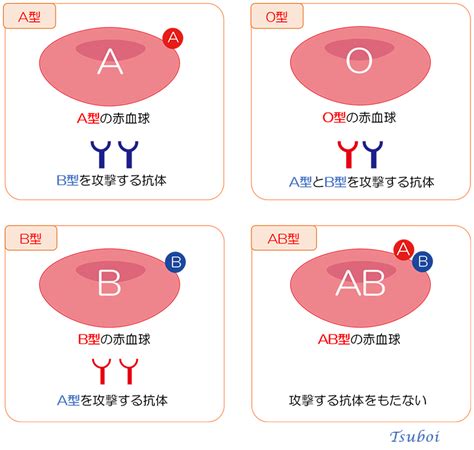 血液型 Sakura Square 健康と医療のお話