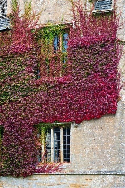 How To Grow Boston Ivy Planting Growing And Varieties