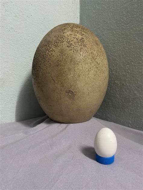 Elephant Bird Egg Classification Questions And Answers The Fossil Forum