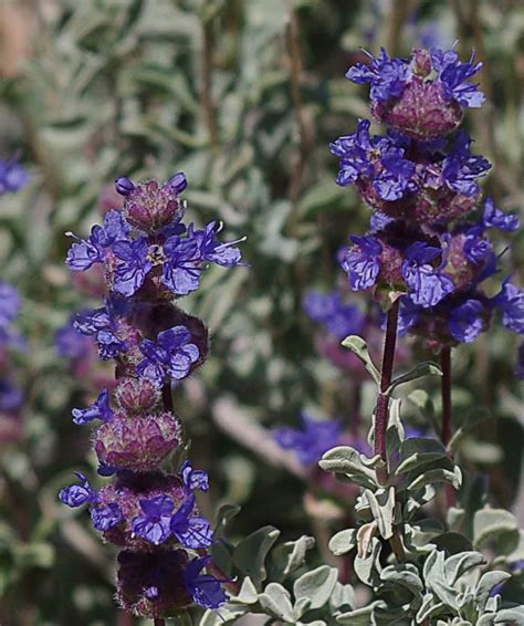 Purple Sage Plant