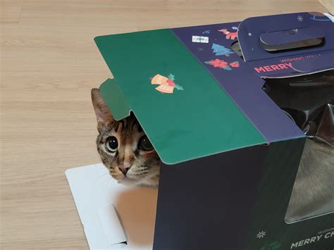 생일 캐익 근황 ㄷㄷ 세리에매니아