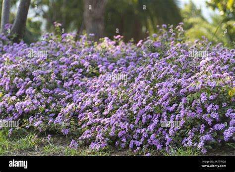 Field Of Purple Lantana Lantana Montevidensis Trailing Lantana Stock