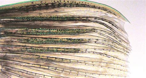 Male Zebrafish Sex Tool Stops Fin Regeneration Science News