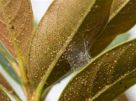 Red Spider Mites Stop Them Before They Win