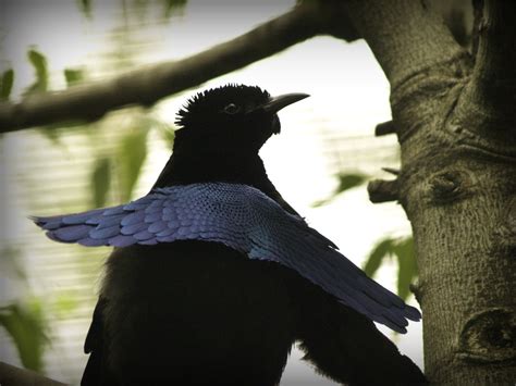 Super Black Feathers Can Absorb Virtually Every Photon Of Light That Hits Them
