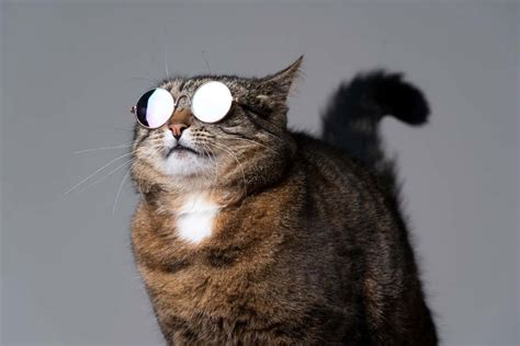 [200 ] Cool Cat Pictures