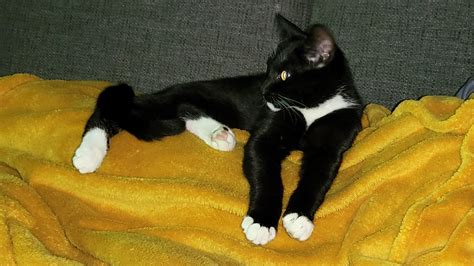 Whats My Cat Doing R Confusing Perspective