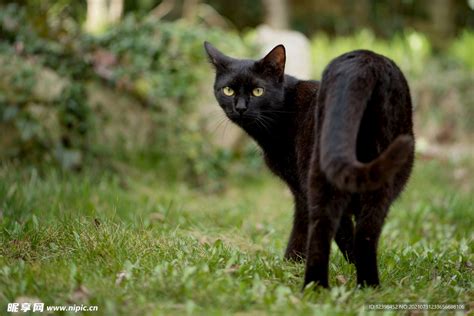 黑猫摄影图 家禽家畜 生物世界 摄影图库 昵图网