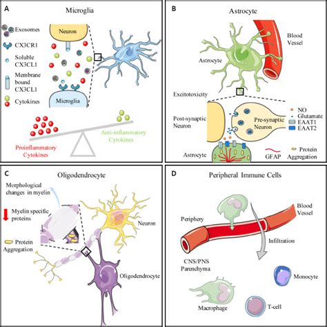 Significance Of Intercellular Communication For Neurodegenerative Diseases Pmc