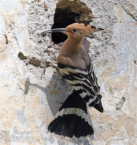 Upupa Epops Pictures Hoopoe Images Nature Wildlife Photos Naturephoto